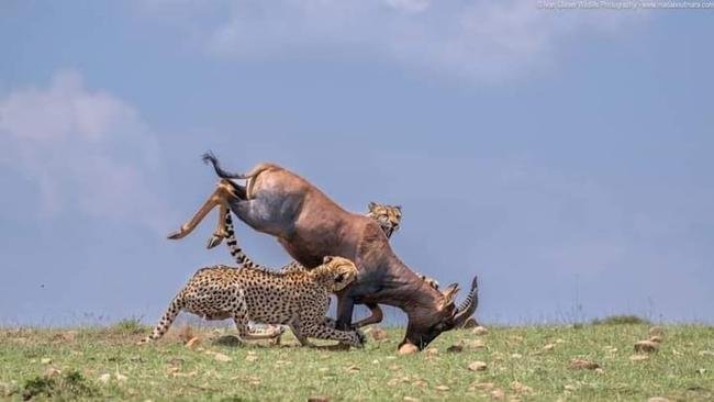 Mara Enkajiang Tented Camp, Maasai Mara - Luxury Escapes AU