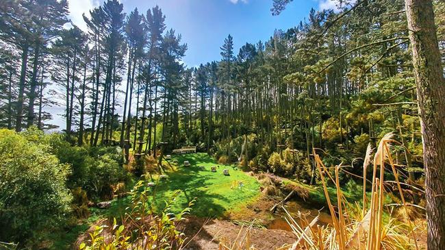 Auckland: Three-Hour Entry Pass to Adrenalin Forest with Safety Briefing