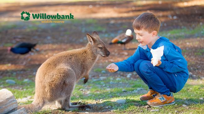 Meet Native & Exotic Species with Entry to Willowbank Wildlife Reserve