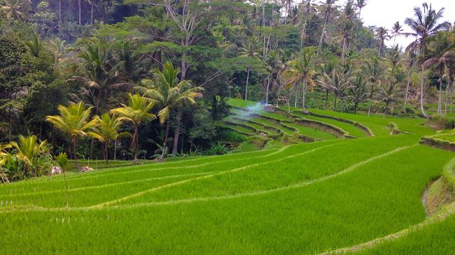 Bali: See the Enchanting Sights of Ubud on a Private Guided Highlights ...