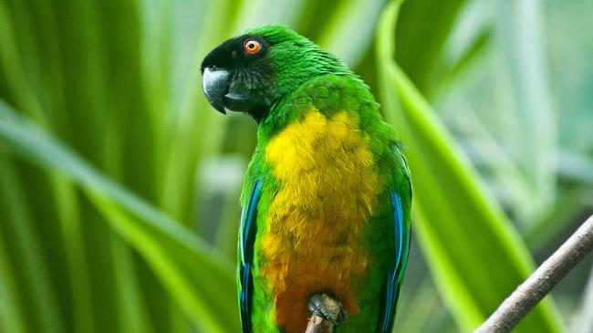 Coral Coast Heritage Tour with Sigatoka Sand Dunes Visit, Traditional ...