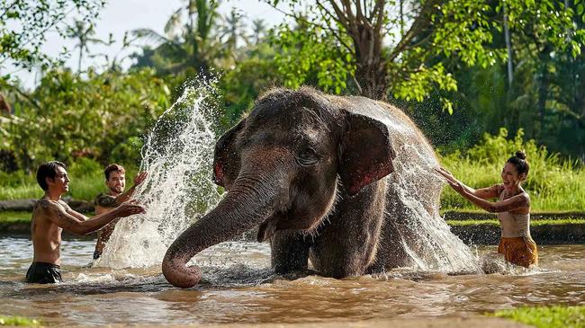 Bali: Interactive Sumatran Elephants Experience with Bali Zoo Entry ...