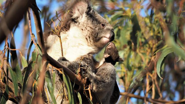 50-Minute Vivonne Bay Koala Walking Tour with Guaranteed Sightings