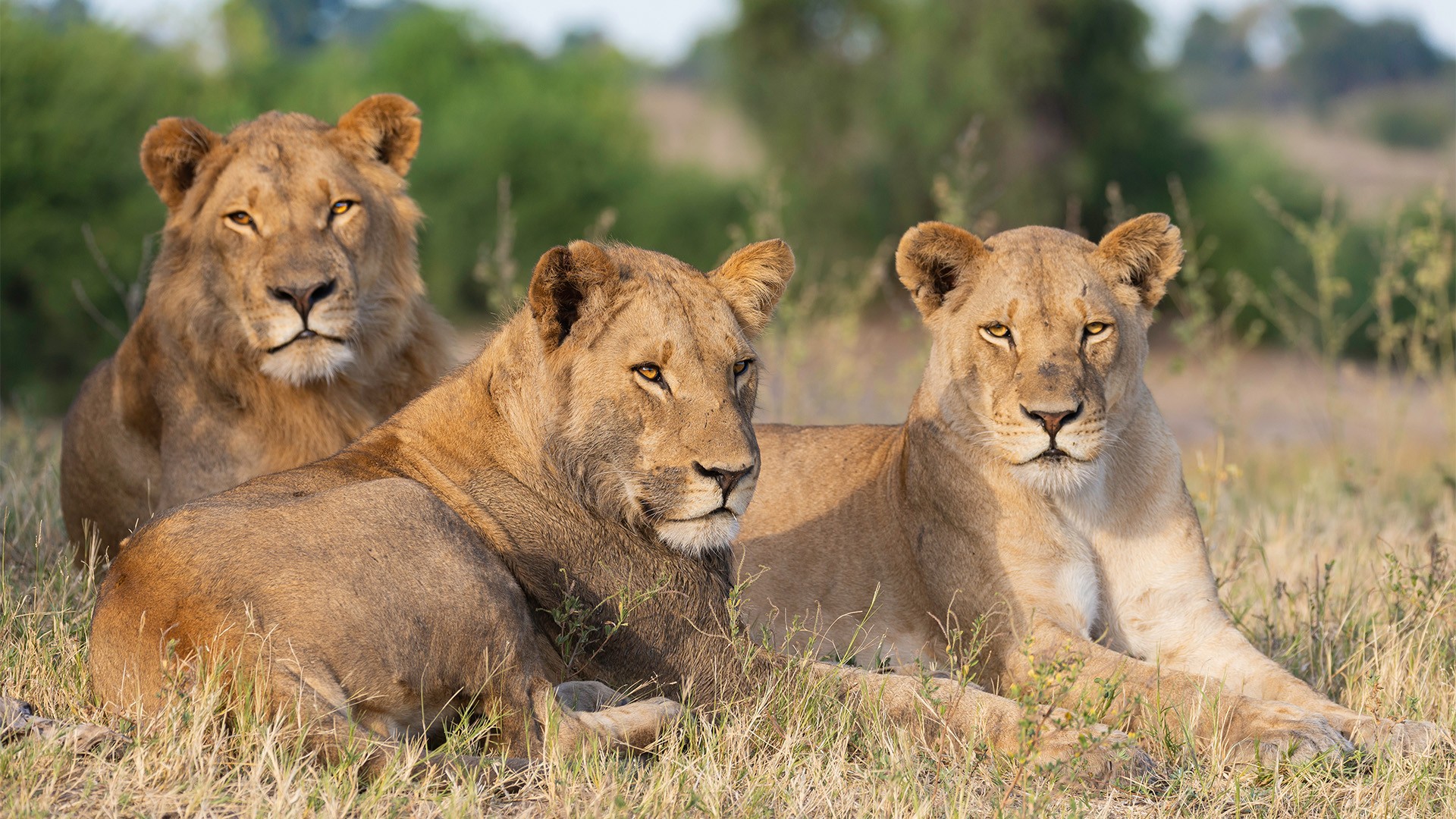 Limited Time Offer: Private 15-Day South Africa, Zimbabwe & Botswana ...