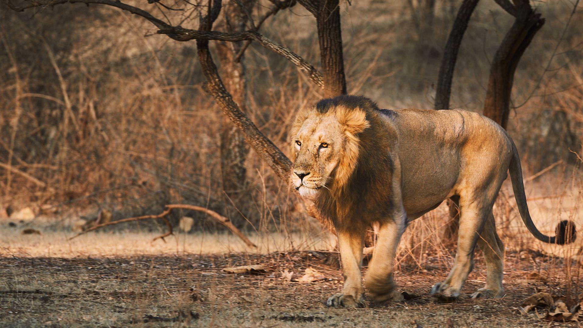 Eco-Luxe Gir Forest Retreat with Daily Breakfast & Dinner, Gir Forest ...