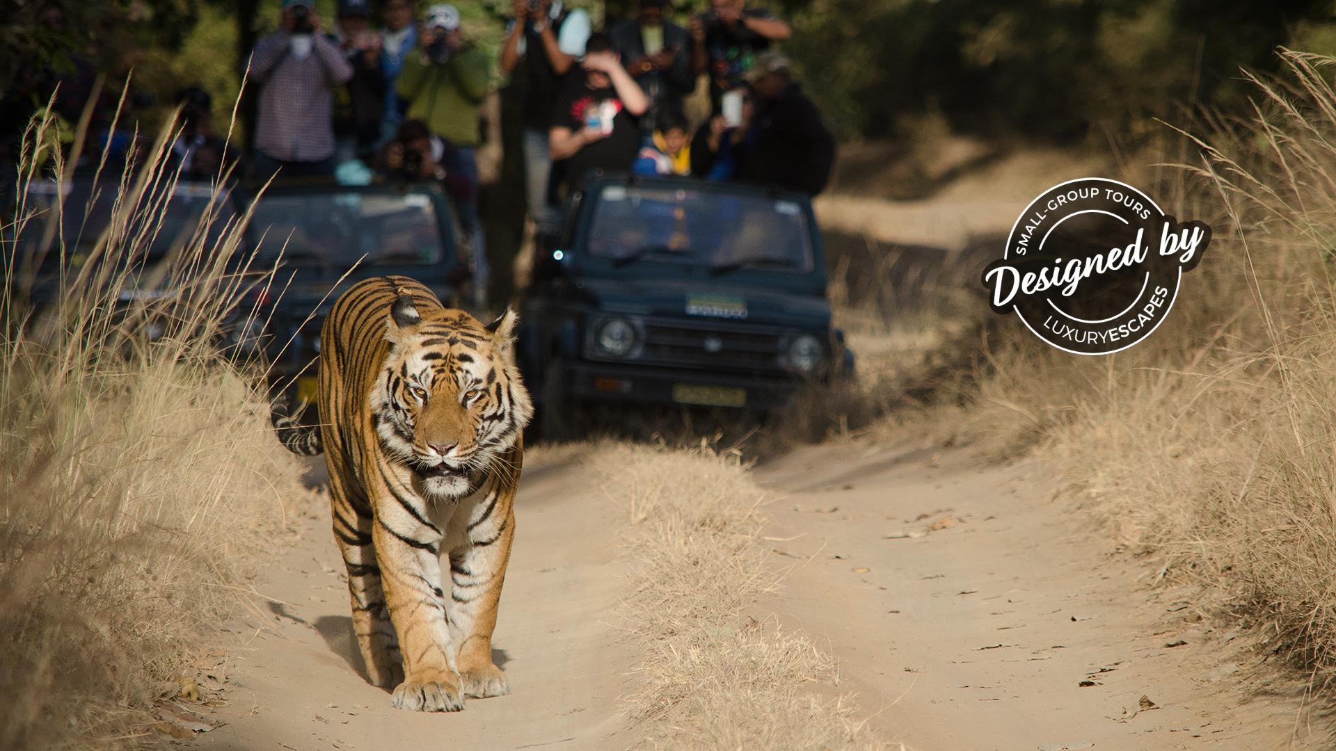Rajasthan: 5-Day Private Tour to Mandawa & Sariska with Sariska Tiger ...
