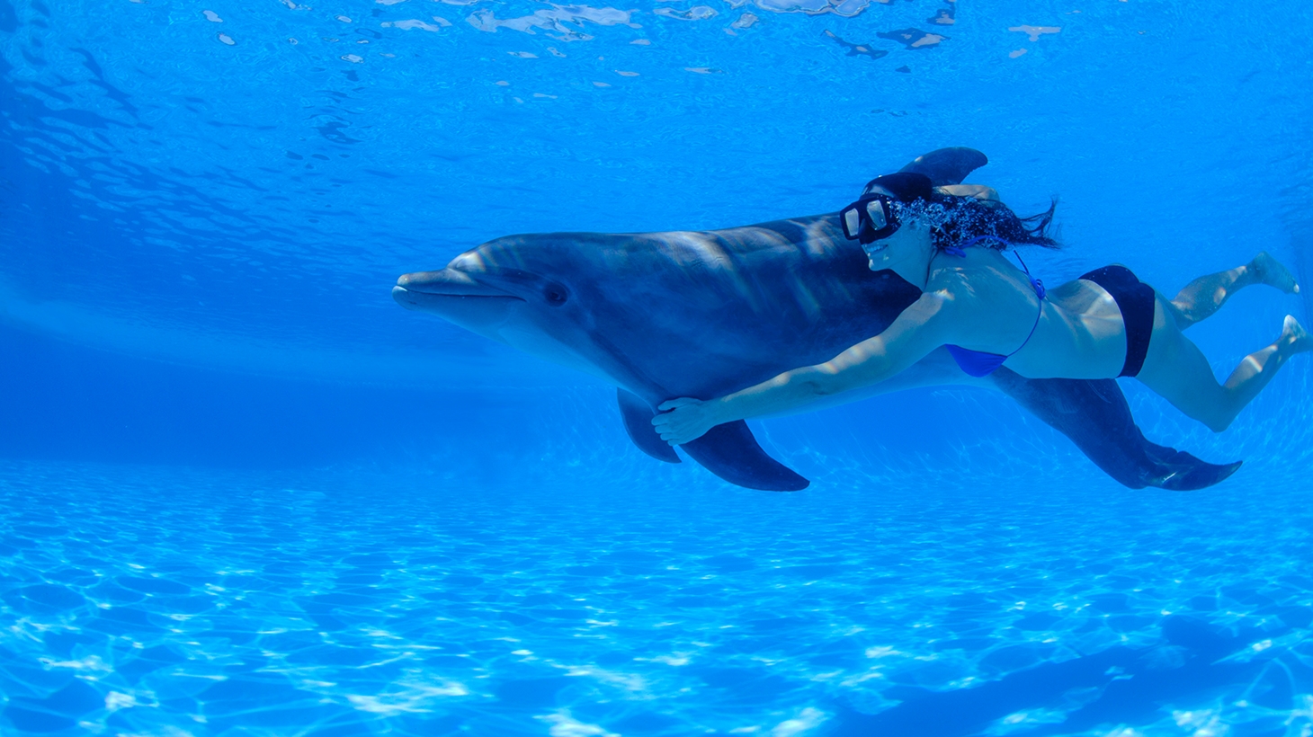Cabo San Lucas: Dive into a 40-Minute Dolphin Signature Swim Experience
