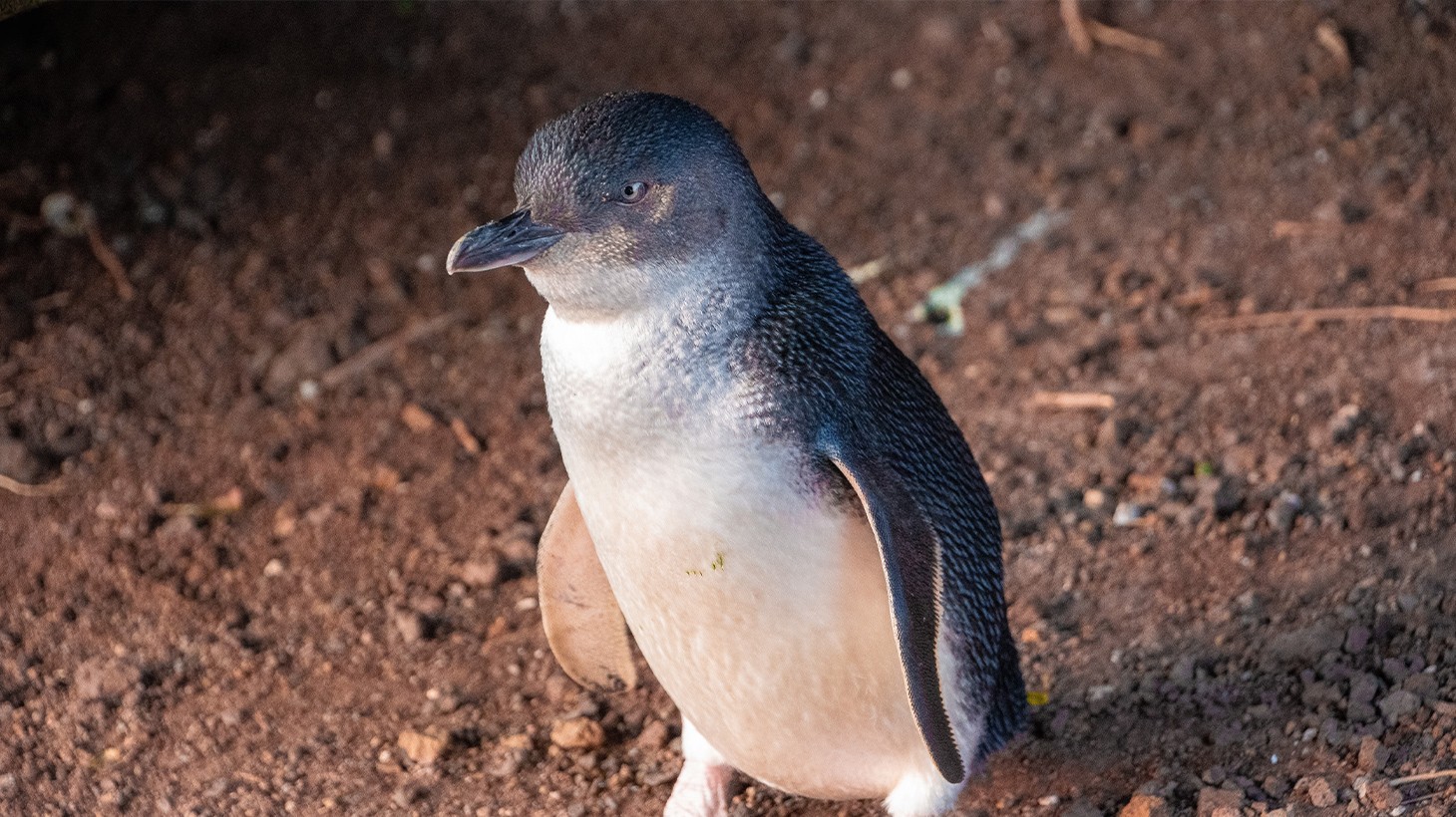 Melbourne: Full-Day Phillip Island Tour with Penguin Parade, Moonlit ...